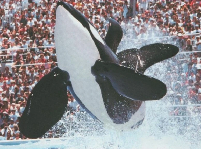 Category:Ulises' Gallery | Orca Pod Wiki | Fandom