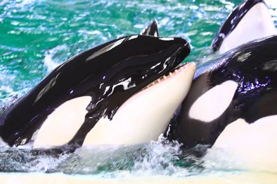 Category:Chimelong's Orca Gallery | Orca Pod Wiki | Fandom