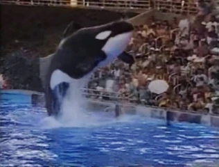 Category:Kotar's Gallery | Orca Pod Wiki | Fandom