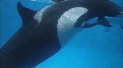 Category:Taku's Gallery | Orca Pod Wiki | Fandom