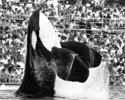 Category:Orky 2 | Orca Pod Wiki | Fandom