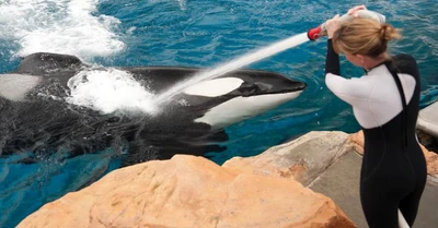 Category:Tilikum's Gallery | Orca Pod Wiki | Fandom