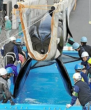 Category:Bingo's Gallery | Orca Pod Wiki | Fandom