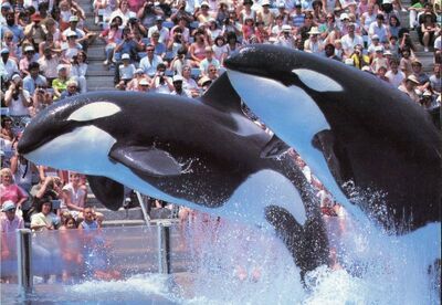 Category:Kandu 5's Gallery | Orca Pod Wiki | Fandom