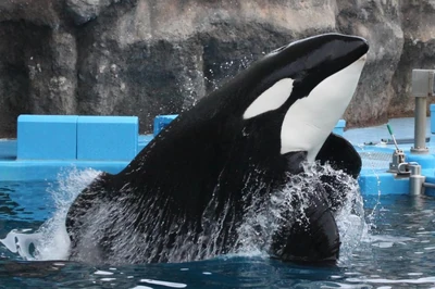 Category:Bingo's Gallery | Orca Pod Wiki | Fandom
