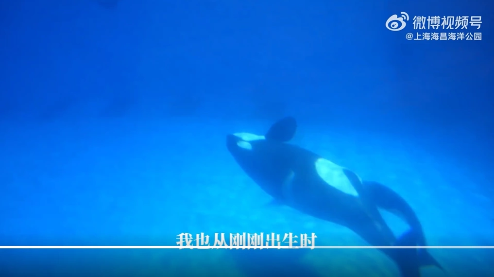 Category:Dora's Gallery | Orca Pod Wiki | Fandom