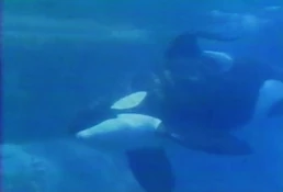 Category:Finna | Orca Pod Wiki | Fandom