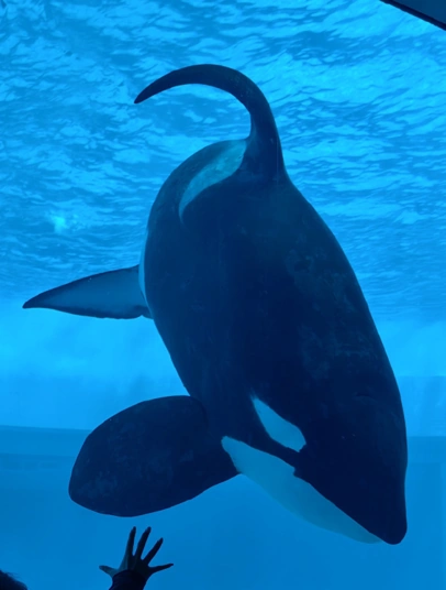 Category:Nakhod | Orca Pod Wiki | Fandom