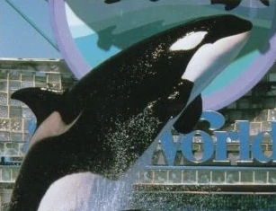 Category:Kandu 5 | Orca Pod Wiki | Fandom