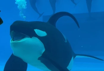 Category:Tyson | Orca Pod Wiki | Fandom