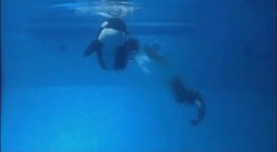 Category:Taku's Gallery | Orca Pod Wiki | Fandom