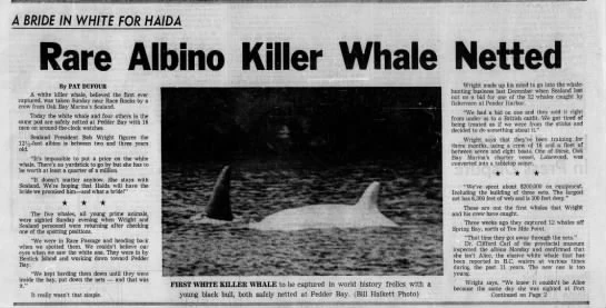 Category:Chimo's Gallery | Orca Pod Wiki | Fandom