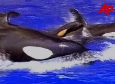 Category:Unna's Gallery | Orca Pod Wiki | Fandom