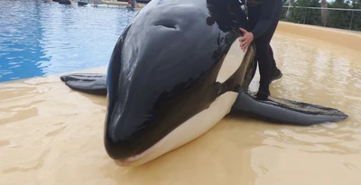 Category:Tekoa's Gallery | Orca Pod Wiki | Fandom