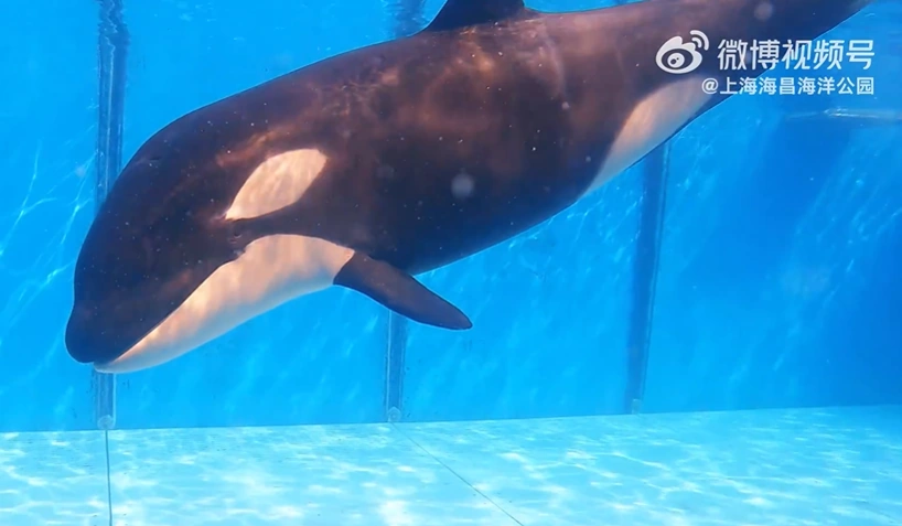 Category:Pangdoubao | Orca Pod Wiki | Fandom