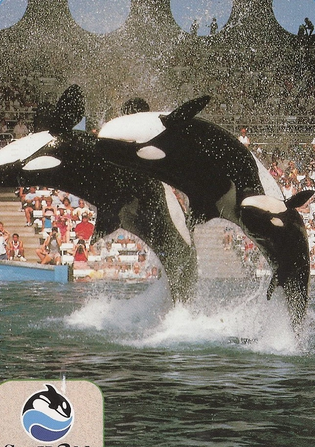 Category:Kotar's Gallery | Orca Pod Wiki | Fandom