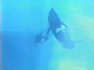 Category:Gudrun's Gallery | Orca Pod Wiki | Fandom