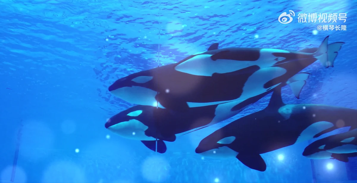 Category:Katniss' Gallery | Orca Pod Wiki | Fandom