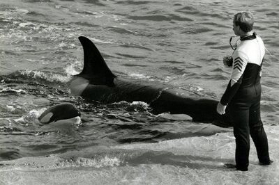 Category:Kandu 5's Gallery | Orca Pod Wiki | Fandom