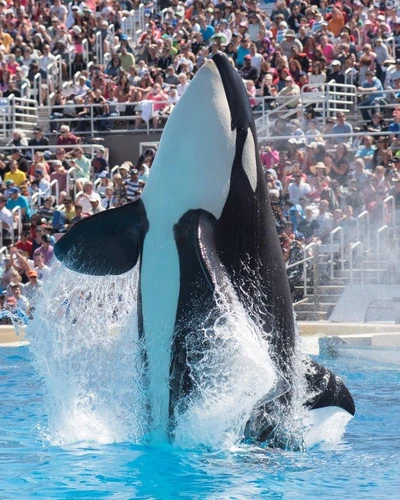 Category:Orkid's Gallery | Orca Pod Wiki | Fandom