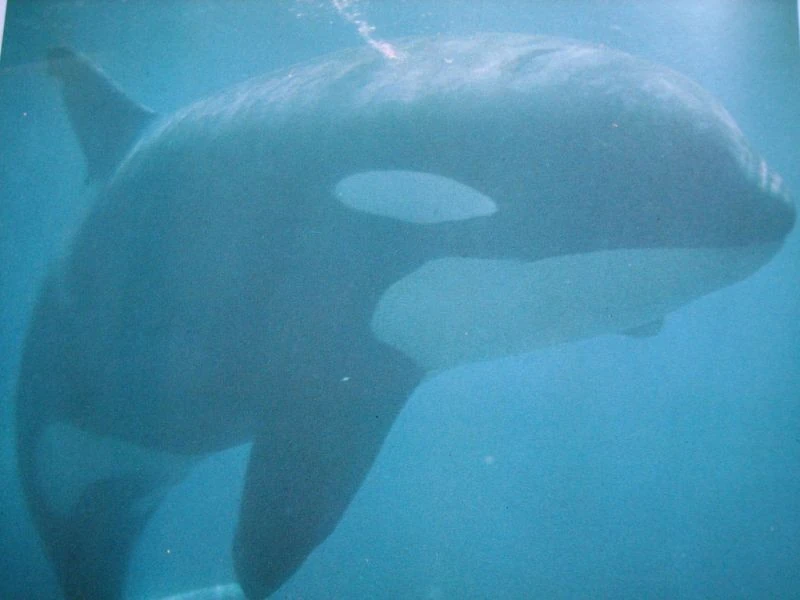 Category:Corky | Orca Pod Wiki | Fandom