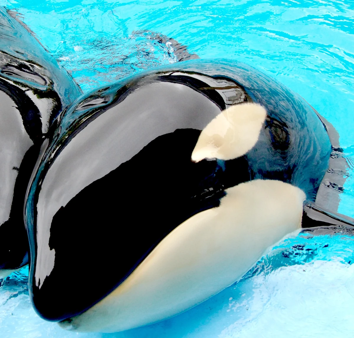 Category:Halyn | Orca Pod Wiki | Fandom