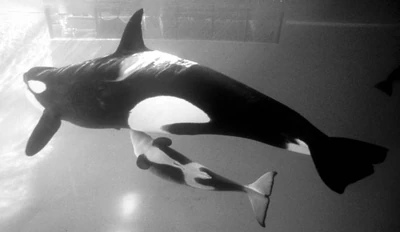 Category:Kenau's Gallery | Orca Pod Wiki | Fandom