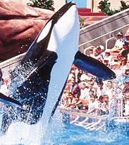 Category:Kotar | Orca Pod Wiki | Fandom
