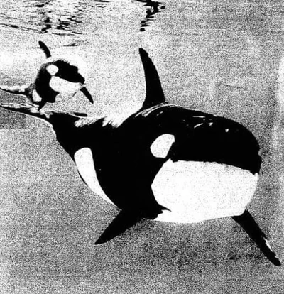Category:Kenau's Gallery | Orca Pod Wiki | Fandom