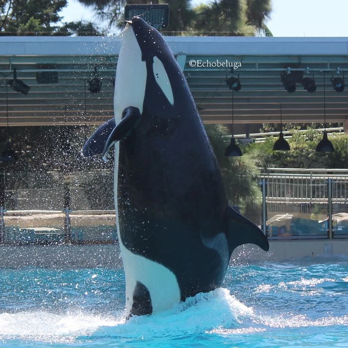 Category:Kalia | Orca Pod Wiki | Fandom