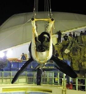 Category:Bingo's Gallery | Orca Pod Wiki | Fandom