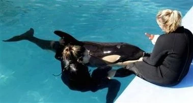 Category:Halyn's Gallery | Orca Pod Wiki | Fandom