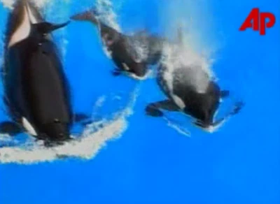 Category:Unna's Gallery | Orca Pod Wiki | Fandom