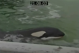 Category:Nemo | Orca Pod Wiki | Fandom