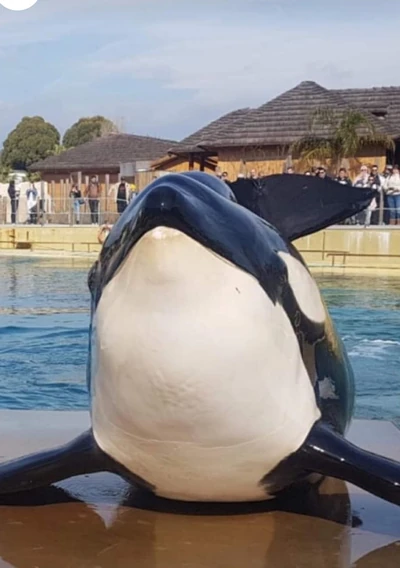 Category:Inouk's Gallery | Orca Pod Wiki | Fandom