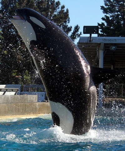 Category:Corky 2's Gallery | Orca Pod Wiki | Fandom