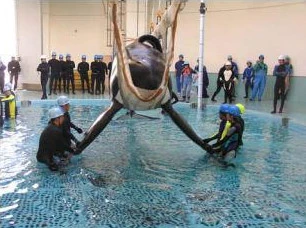 Category:Bingo's Gallery | Orca Pod Wiki | Fandom