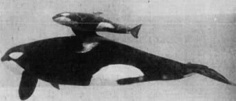 Category:Kandu 5's Gallery | Orca Pod Wiki | Fandom