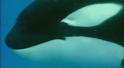 Category:Taku's Gallery | Orca Pod Wiki | Fandom