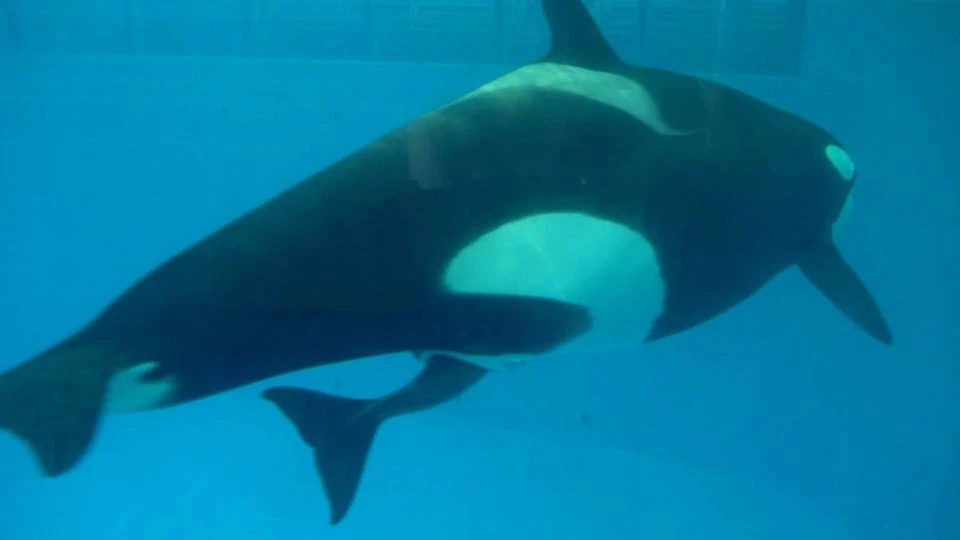 Category:Kyara's Gallery | Orca Pod Wiki | Fandom