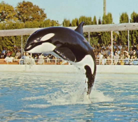 Category:Kim | Orca Pod Wiki | Fandom