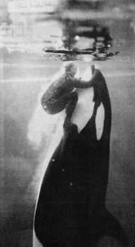 Category:Winnie's Gallery | Orca Pod Wiki | Fandom