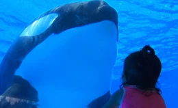 Category:Tilikum's Gallery | Orca Pod Wiki | Fandom