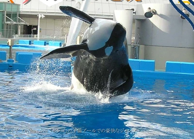 Category:Bingo's Gallery | Orca Pod Wiki | Fandom