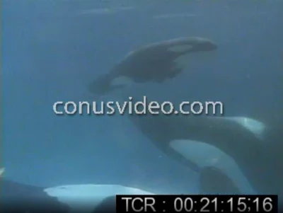 Category:Nyar's Gallery | Orca Pod Wiki | Fandom