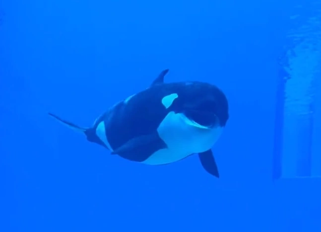 Category:Loki | Orca Pod Wiki | Fandom