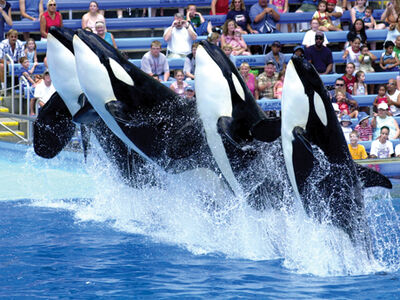 Category:Tekoa's Gallery | Orca Pod Wiki | Fandom