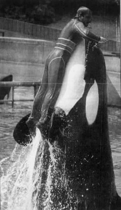 Category:Kenau's Gallery | Orca Pod Wiki | Fandom