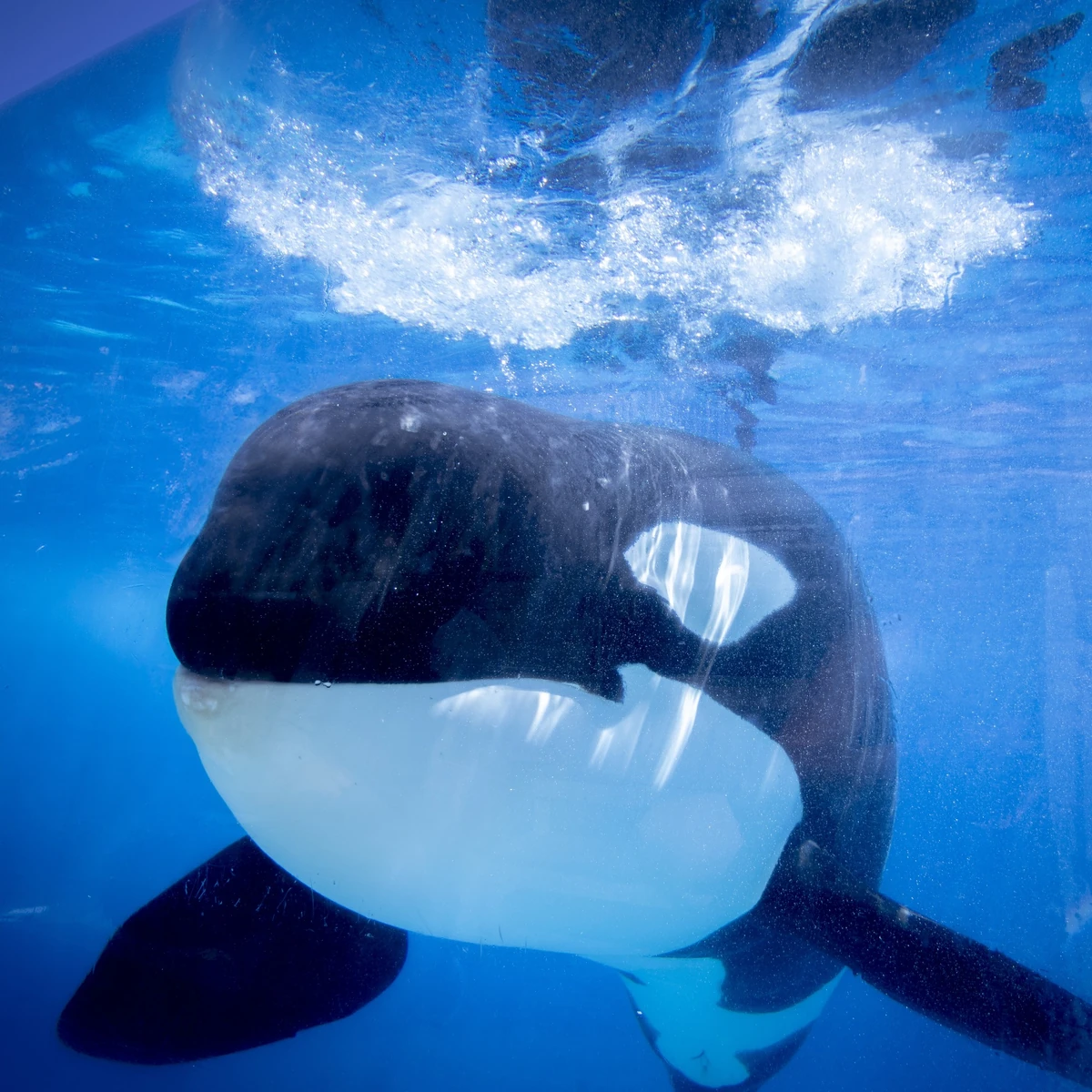 Category:Orkid | Orca Pod Wiki | Fandom
