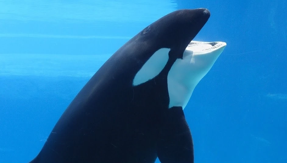 Category:Nootka 5 | Orca Pod Wiki | Fandom